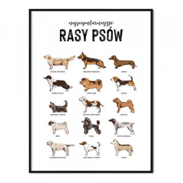 Plakat z rasami psów i sylwetkami po polsku - RASY PSÓW
